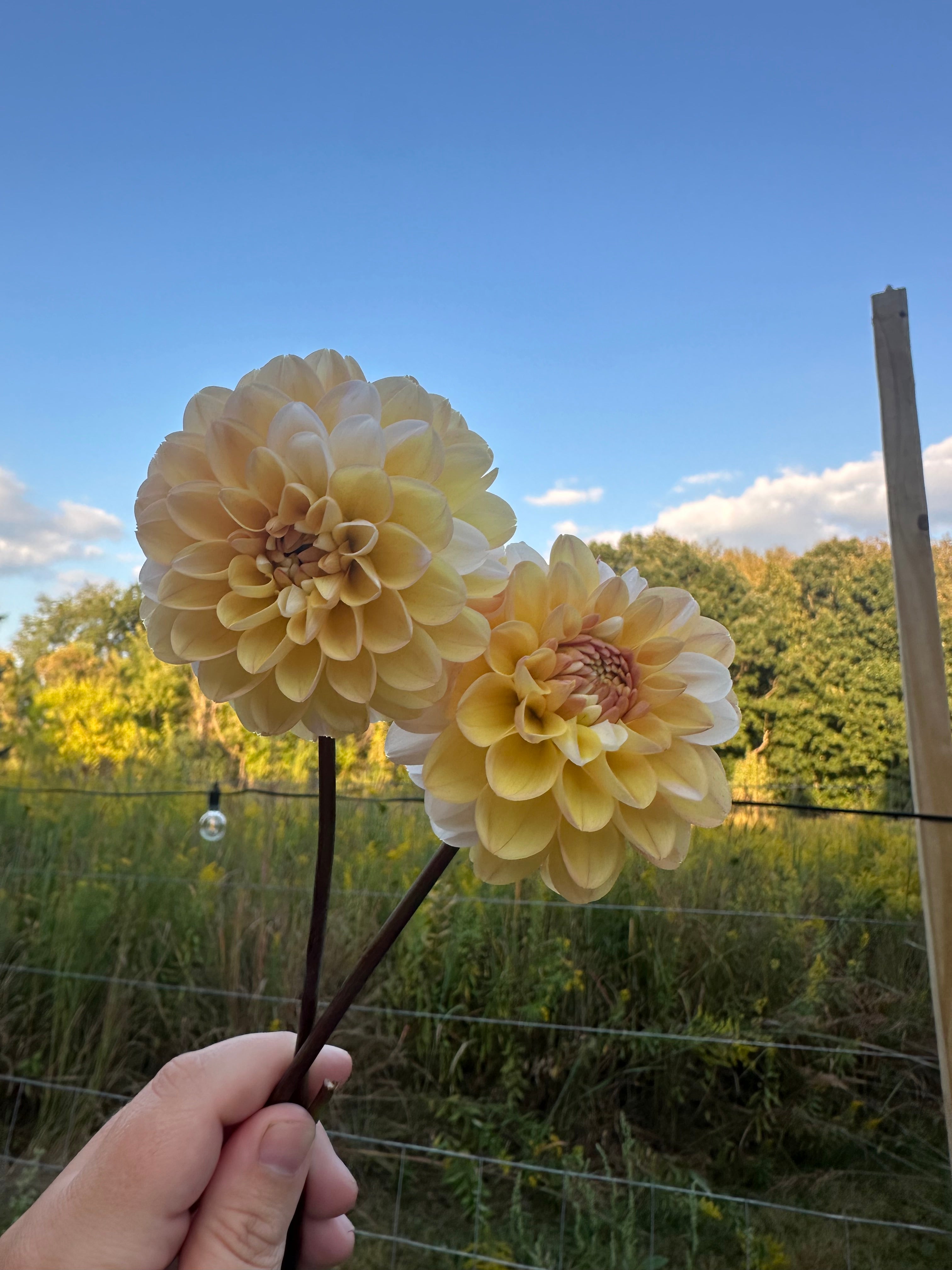Double Jill Dahlia Tuber – Wren's Stems