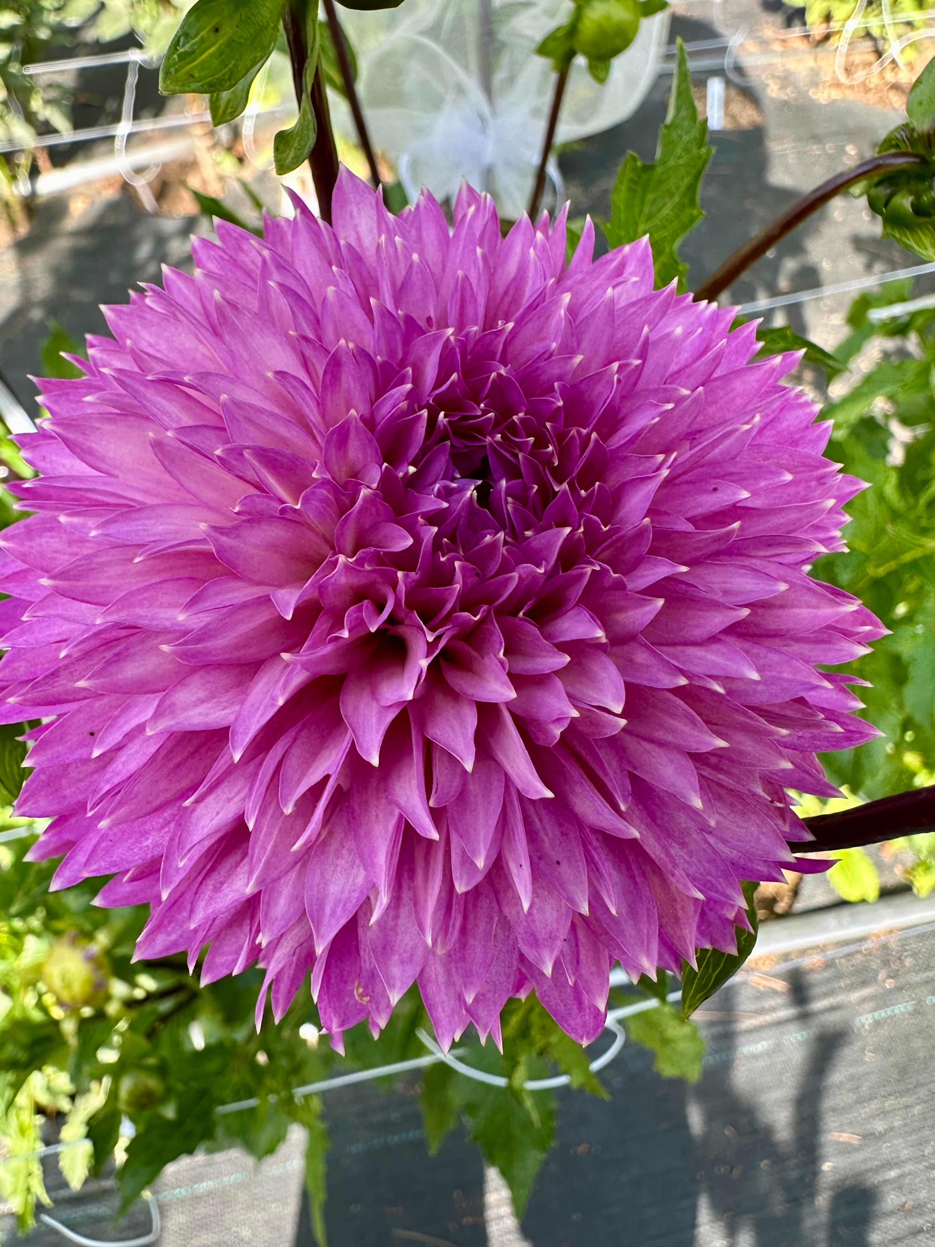 Frizzy Lizzy Dahlia Tuber – Wren's Stems