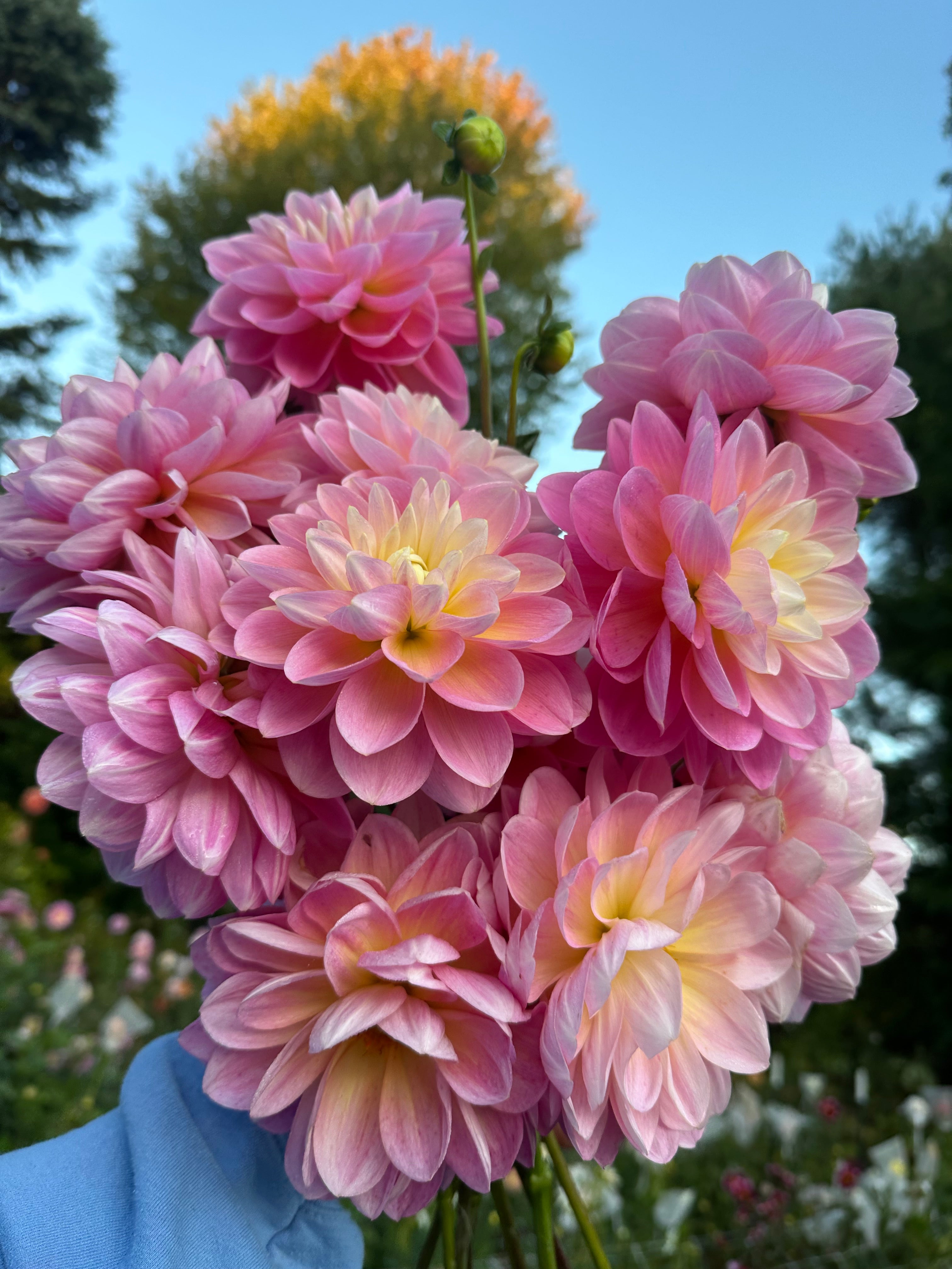 Gabbie’s Wish Dahlia Tuber – Wren's Stems
