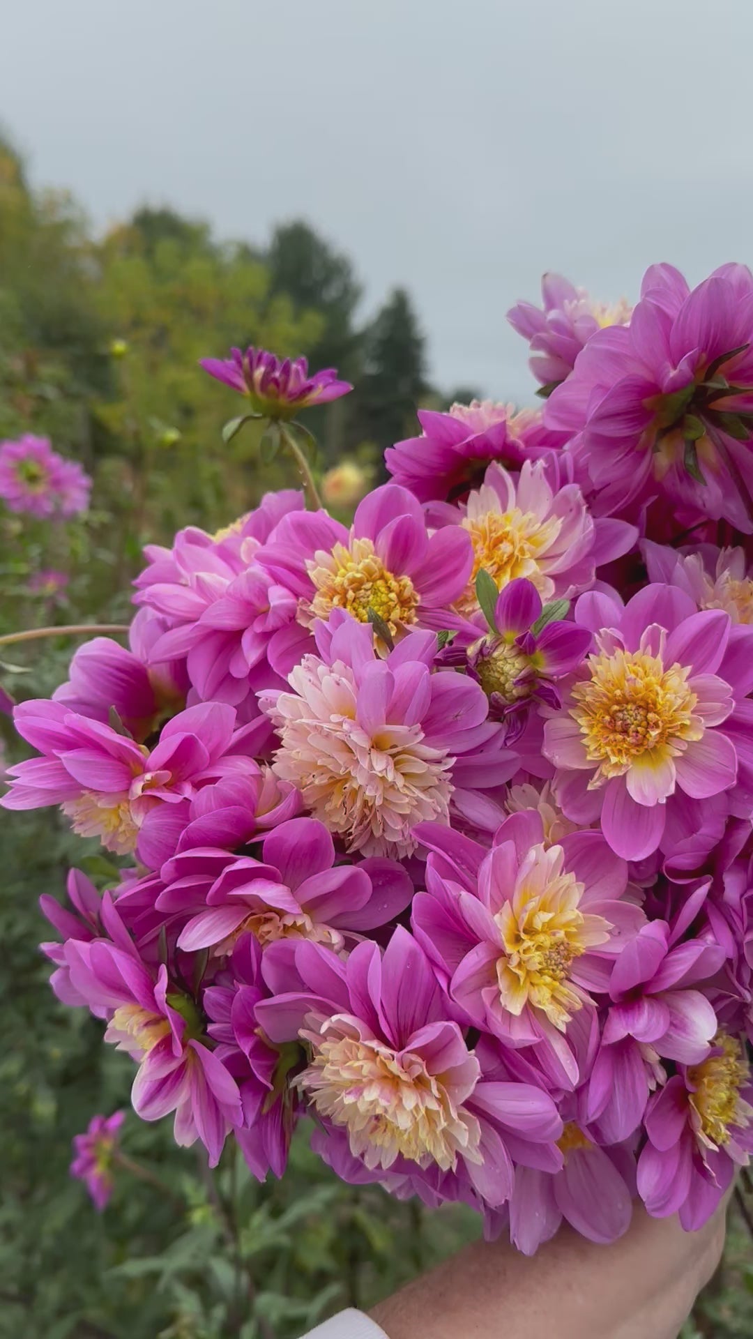 Take Off Dahlia Tuber (read description) – Wren's Stems